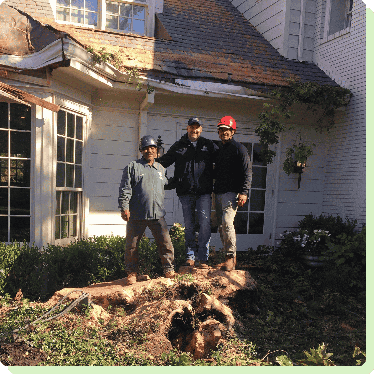Tree Services in DFW | Pruning, Removal, Stump Grinding